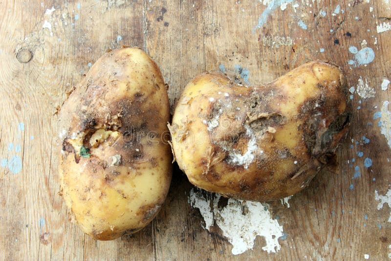 Rotten Potato Isolated on White Background Stock Photo - Image of ...