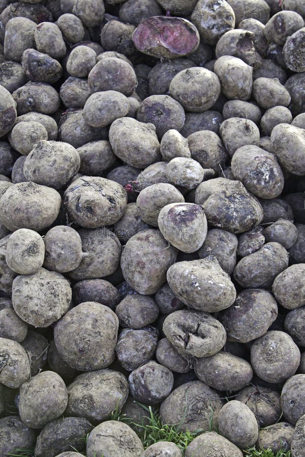 Rotten potatoes cornered stock photo. Image of closeup - 84778992