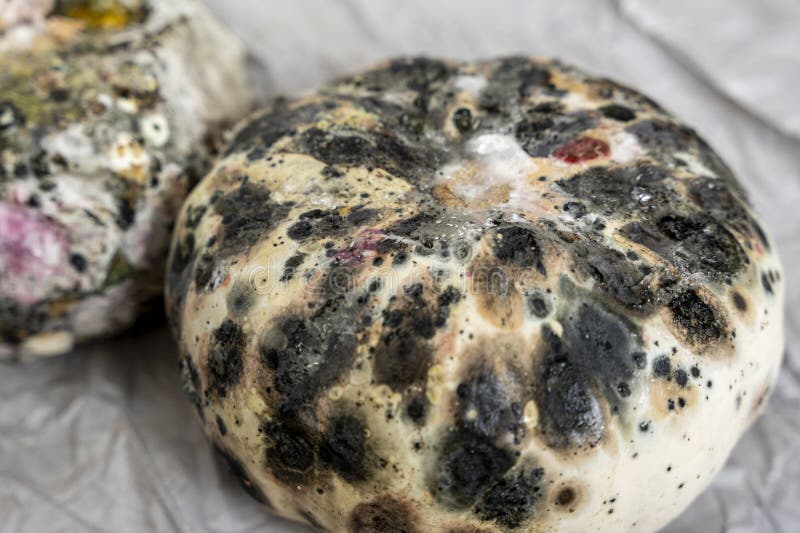 Rotten Pumpkin. Spoiled Pumpkin Covered with Colored Mold Stock Image ...