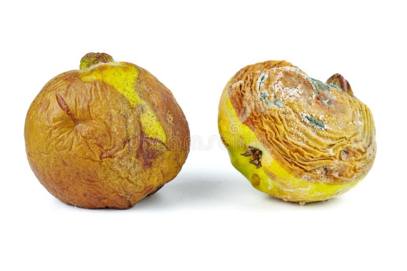 Rotten Quince Make Damage on Fruit - Fungus Monilia Laxa Infestation ...