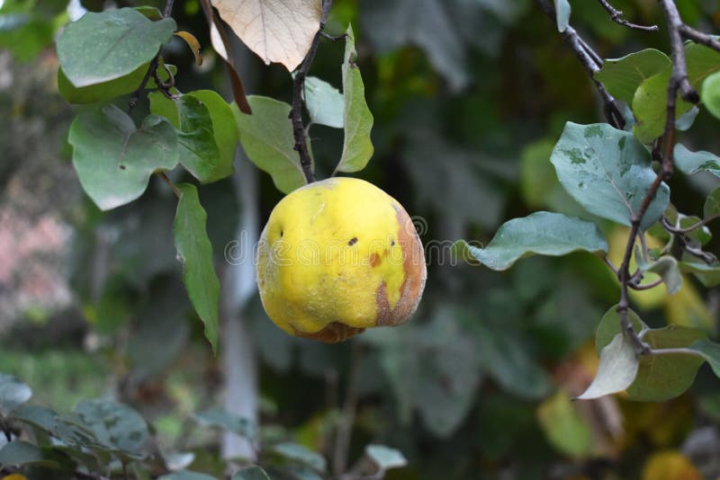 Rotten Quince Fruit in the Garden after Rain Stock Photo - Image of ...