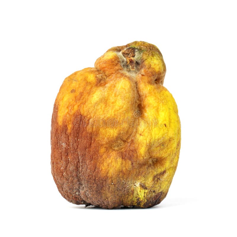 Rotten Quince Fruit Isolated on White Background Stock Photo - Image of ...