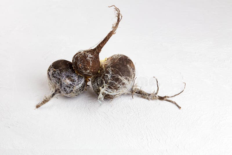 Rotten Radish. Wasted Moldy Vegetables on a Gray Background Stock Photo ...