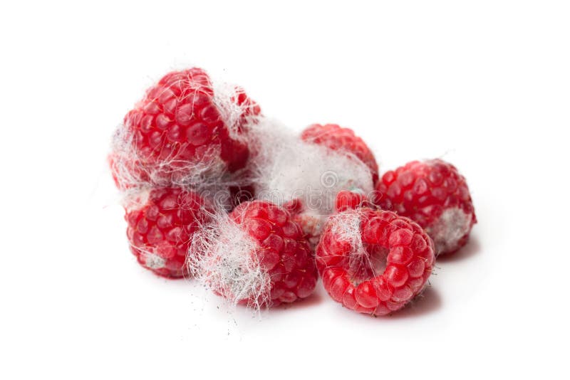 Rotten Raspberries Isolated on White Stock Image - Image of raspberry ...