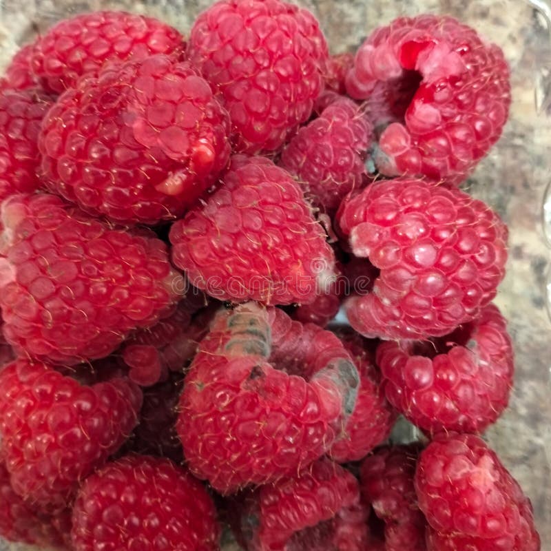 Rotten raspberry with mold stock photo. Image of vegetable - 337443358