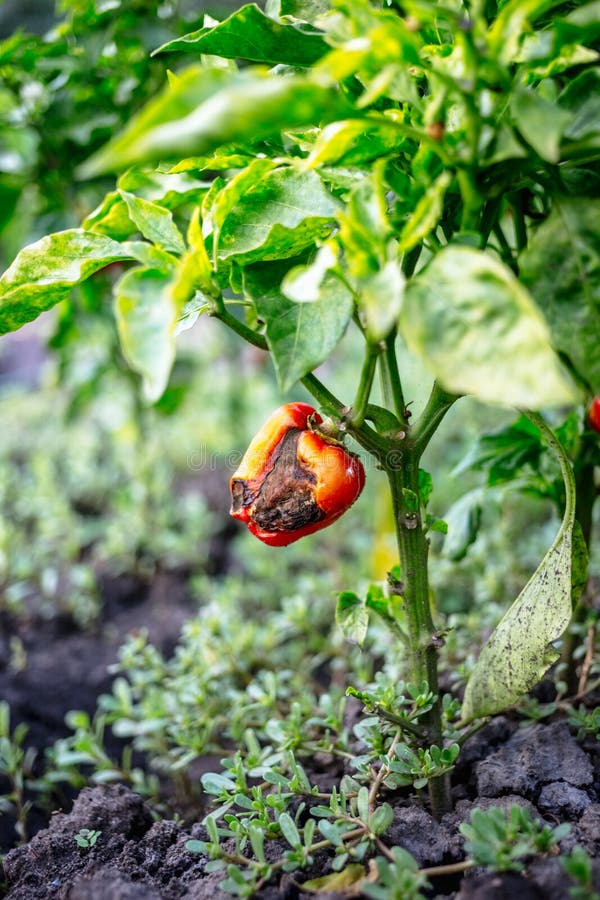 337 Old Rotten Pepper Stock Photos - Free & Royalty-Free Stock Photos ...