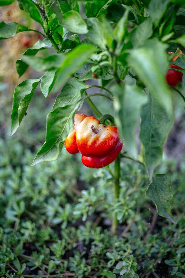 Rotten red bell pepper stock image. Image of heat, natural - 99491129