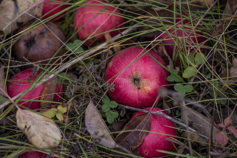 Rotten Red Wild Apples in the Grass on the Ground Stock Image - Image ...
