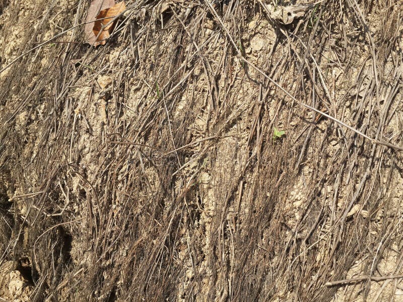 Rotten Root of a Fallen Tree in the Forest Stock Image - Image of tree ...