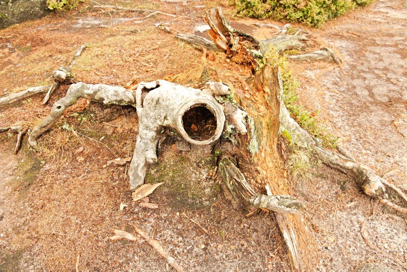 Rotten tree trunk stock image. Image of showing, edge - 79840753