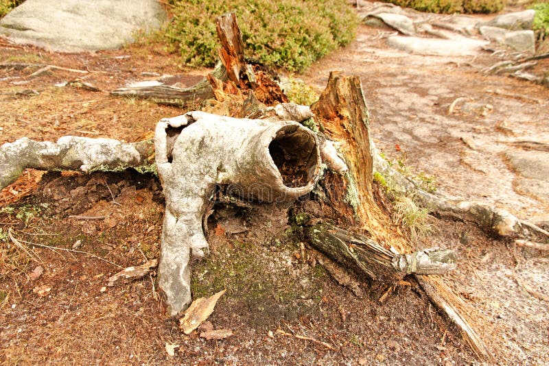 Rotten tree trunk stock image. Image of showing, edge - 79840753