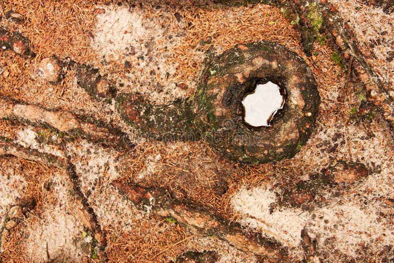 Rotten root stock image. Image of detail, rough, nature - 43315443