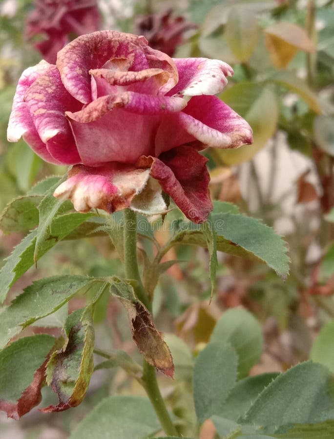 491 Rotten Rose Stock Photos - Free & Royalty-Free Stock Photos from ...