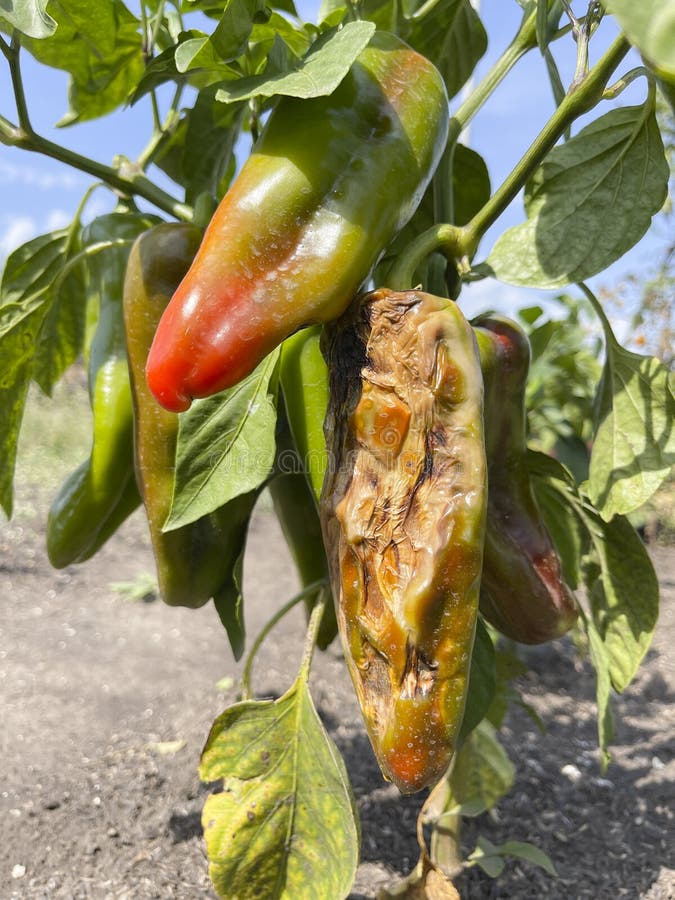 Sick and Rotten Tomato, Harvest in a Warm Vegetable Garden, Moldy ...