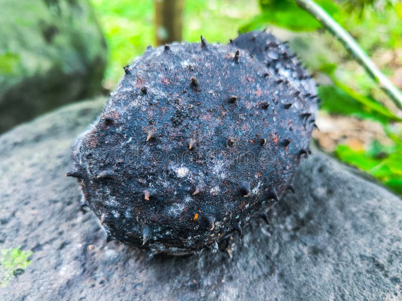 Rotten Soursop on a Big Rock Stock Image - Image of dried, green: 308239711