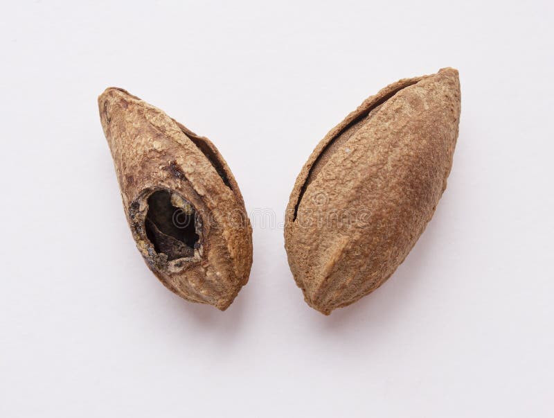 Spoiled Almonds Stock Photos - Free & Royalty-Free Stock Photos from ...