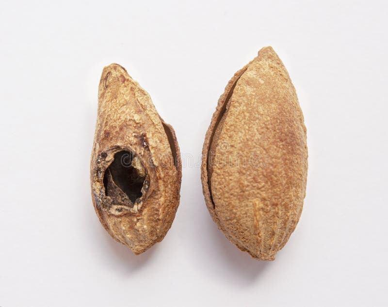 Rotten Almond Stock Photos - Free & Royalty-Free Stock Photos from ...