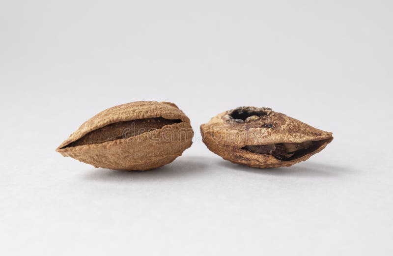 Rotten Almond Stock Photos - Free & Royalty-Free Stock Photos from ...