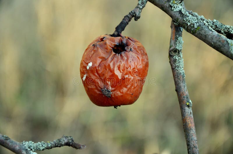 Rotten apple stock image. Image of spring, fruit, leaf - 360440247