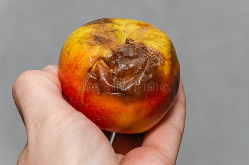 Rotten Spoiled Apple with Rot Stock Image - Image of brown, food: 271867465