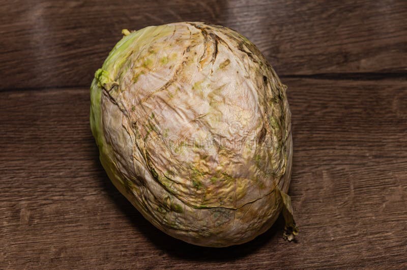 Rotten Spoiled Cabbage Table Stock Photos - Free & Royalty-Free Stock ...