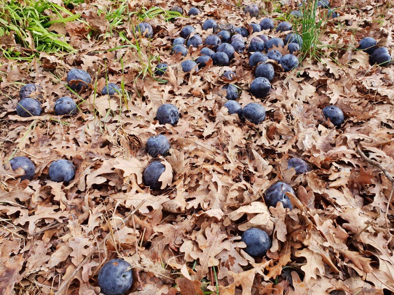 Many Blue, Rotten, Spoiled Plums Stock Photo - Image of blue, putrid ...
