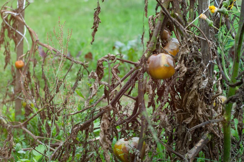 Rotten Spoiled Tomatoes on Dry Branches and Bushes of Tomatoes after ...