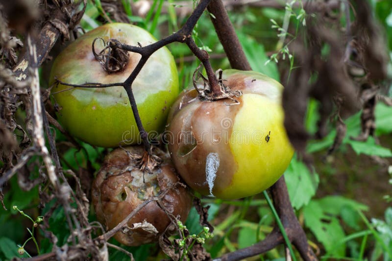 Rotten Spoiled Tomatoes on Dry Branches and Bushes of Tomatoes after ...