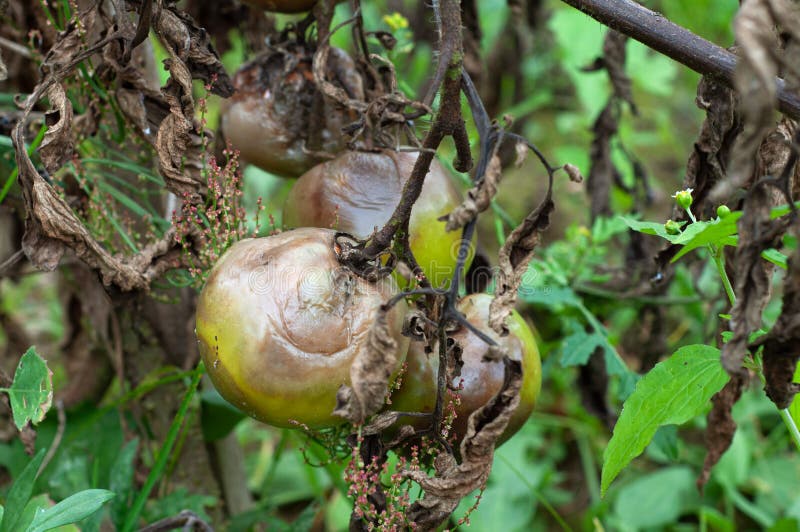 Rotten Spoiled Tomatoes on Dry Branches and Bushes of Tomatoes after ...