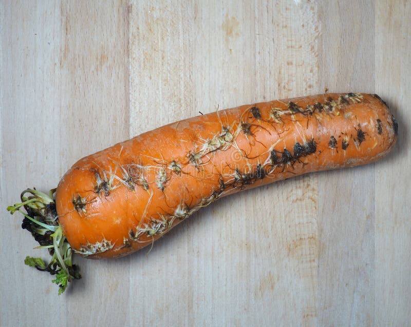 Rotten Sprouted Vegetable on the Kitchen Board. Spoiled Carrot ...