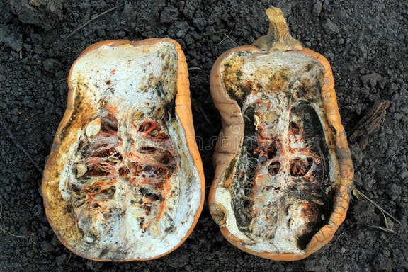 Rotten Squash on the Ground Stock Photo - Image of danger, ground ...