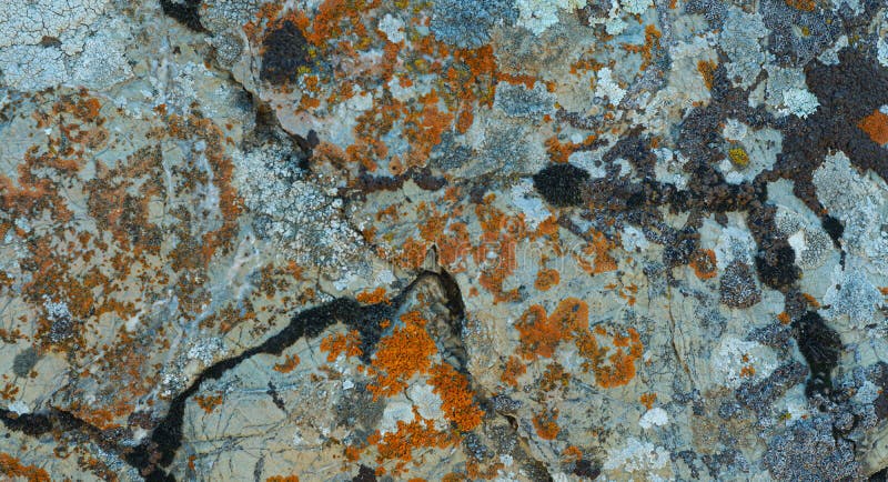 Rotten stone texture stock photo. Image of natural, grunge - 229615518