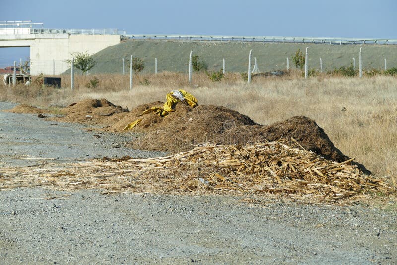 Rotten Straw and Wastes, Environmental Pollution,people Pollute the ...