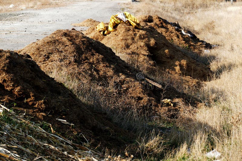 Rotten Straw and Wastes, Environmental Pollution,people Pollute the ...