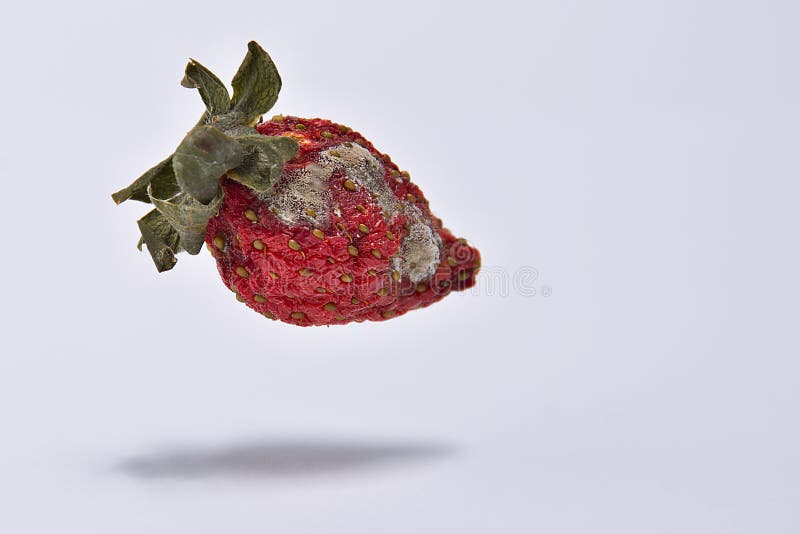 Rotten strawberries stock image. Image of mold, natural - 51880713