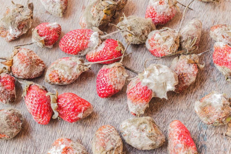 Rotten strawberries stock image. Image of decay, natural - 79478241