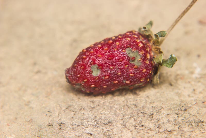 Rotten Strawberry with Missing Bite Hole, Isolated Stock Image - Image ...