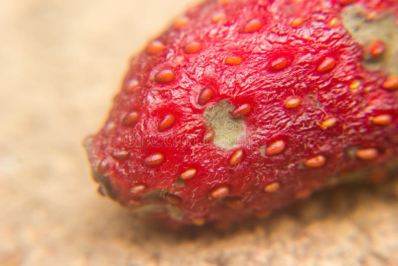 Rotten Strawberry Covered with Mold Stock Image - Image of decay, color ...