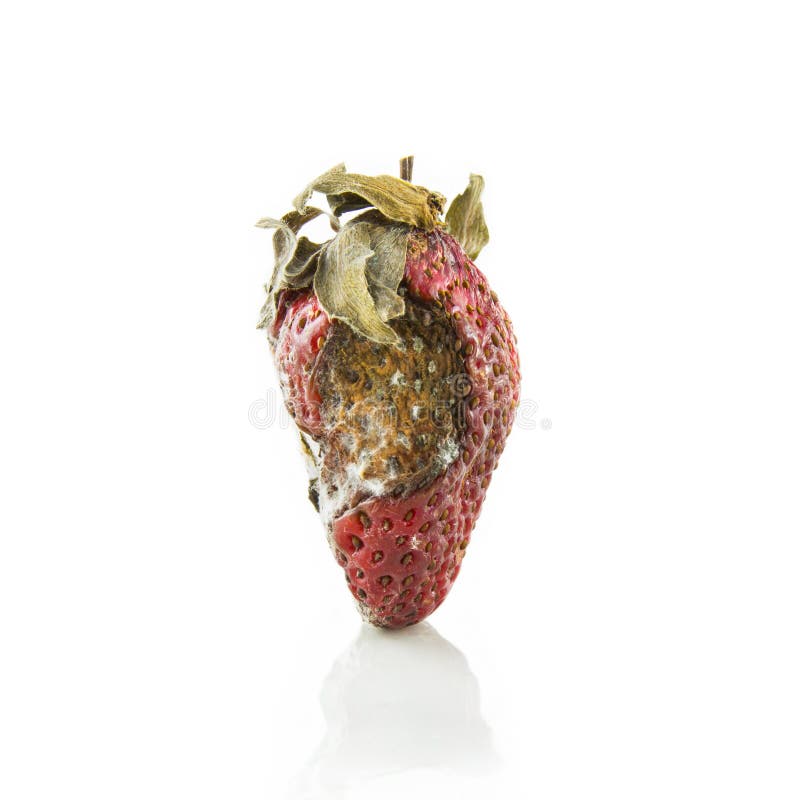 Rotten strawberry stock image. Image of waste, fungus - 43045827