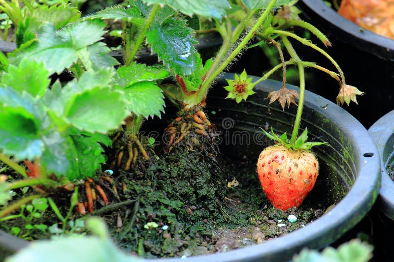 Rotten Strawberry in Tree Pot Stock Image - Image of season, fruit ...