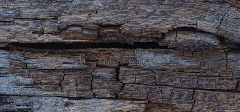 The Rotten Structure of the Wood Stock Photo - Image of material ...