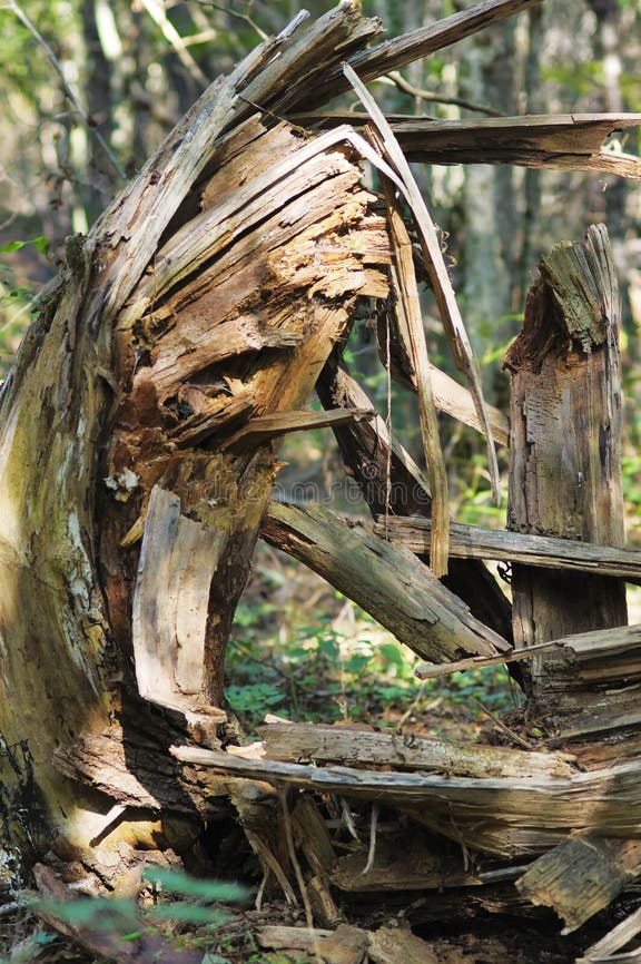 Rotten stump. stock image. Image of rotten, grey, wood - 6890001