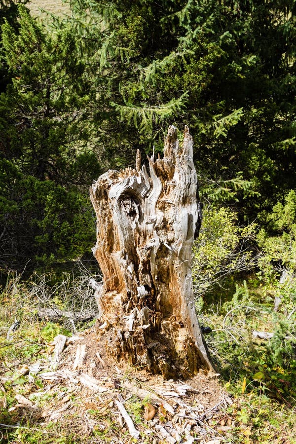 Rotten stump with age stock image. Image of rough, plants - 79082101