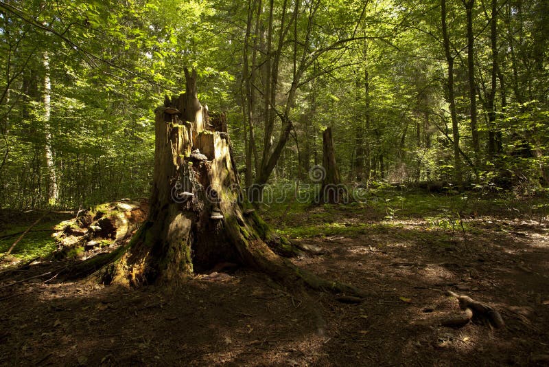 Old Rotten Stump. Middle of the Stump Completely Rotted. Stump ...