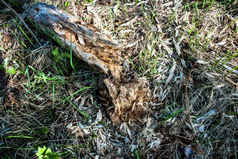 373 Rotten Straw Stock Photos - Free & Royalty-Free Stock Photos from ...