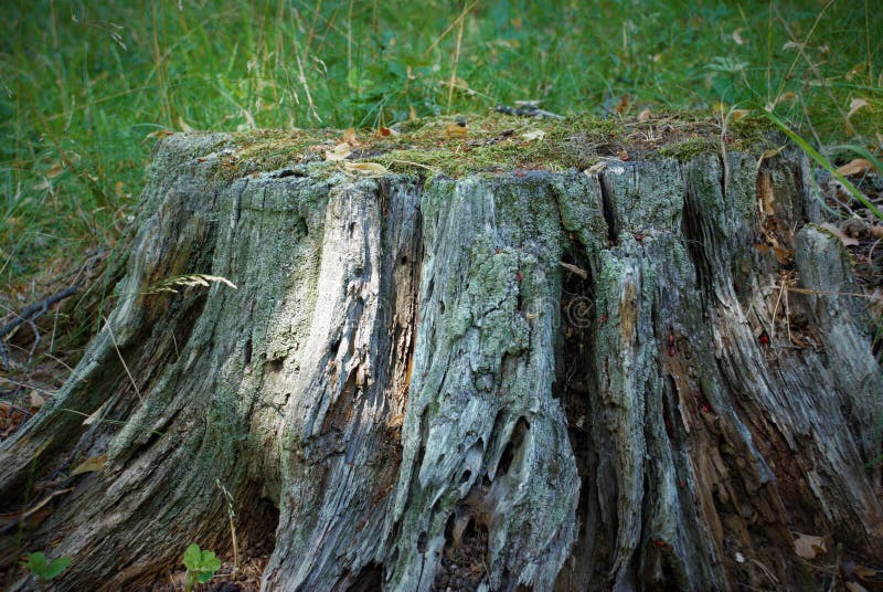 Rotten Stump in a Green Forest Stock Image - Image of green, asia ...
