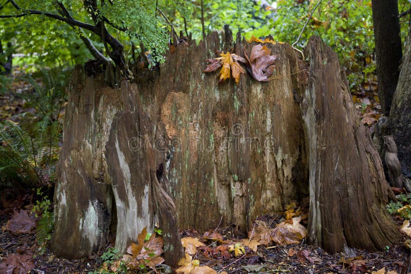 Old Rotten Stump. Middle of the Stump Completely Rotted. Stump ...