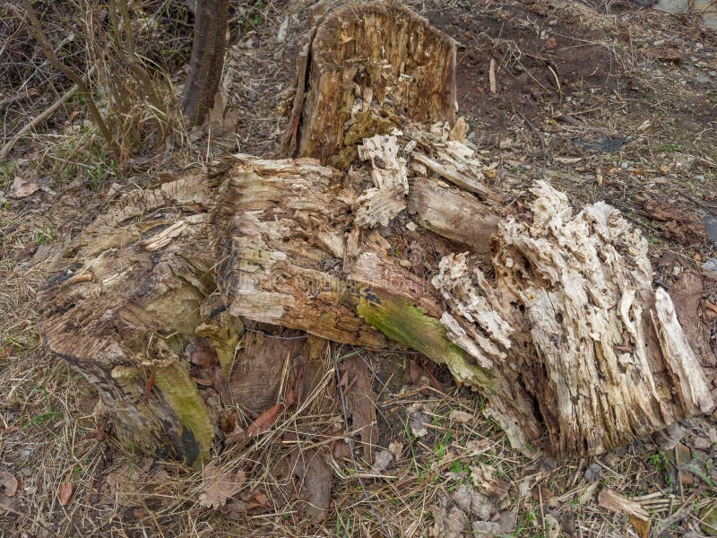 Rotten Stump of the Old Thick Tree in Overcast Day Stock Photo - Image ...