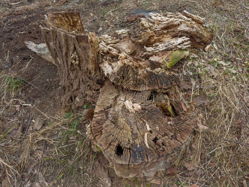 Rotten Stump of the Old Thick Tree in Overcast Day Stock Photo - Image ...
