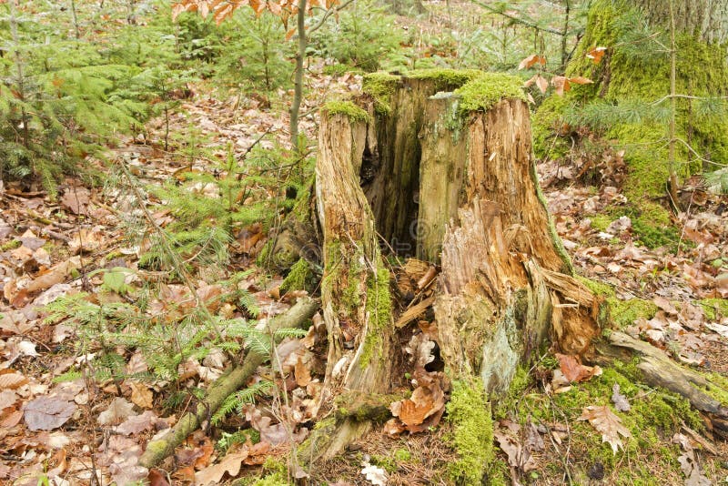 Rotten tree trunk stock image. Image of showing, edge - 79840753
